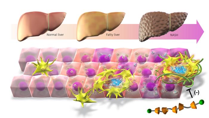 Figure 1 [IMAGE] | EurekAlert! Science News Releases