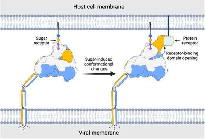 Proposed model for how human c [IMAGE] | EurekAlert! Science News Releases