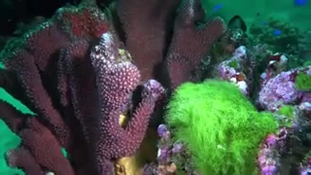 Even Healthy Corals Have Viruses | EurekAlert!