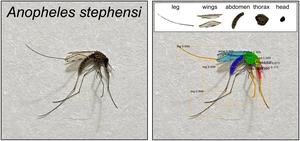 Anopheles stephensi AI graphic [IMAGE] | EurekAlert! Science News Releases