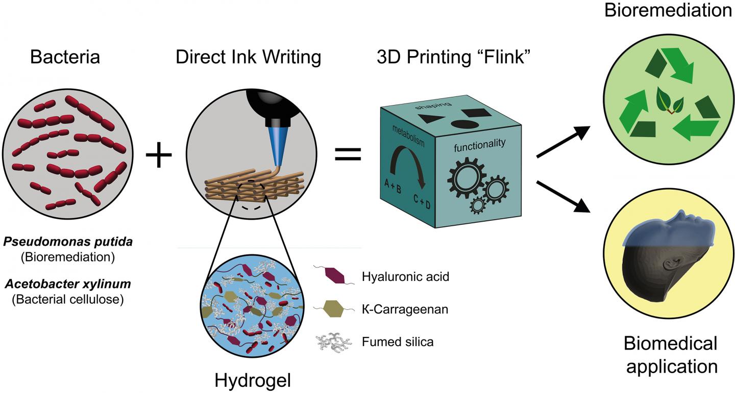 Printing "Living Materials" with Bacteria-loa | EurekAlert!