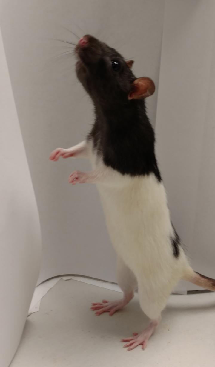 To Follow the Wind, Rats Use their Whiskers ( | EurekAlert!