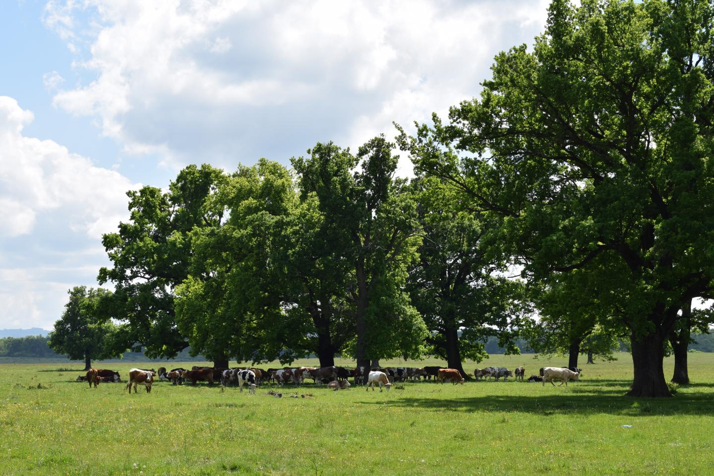 Understanding the Complexity of Wood-pastures | EurekAlert!