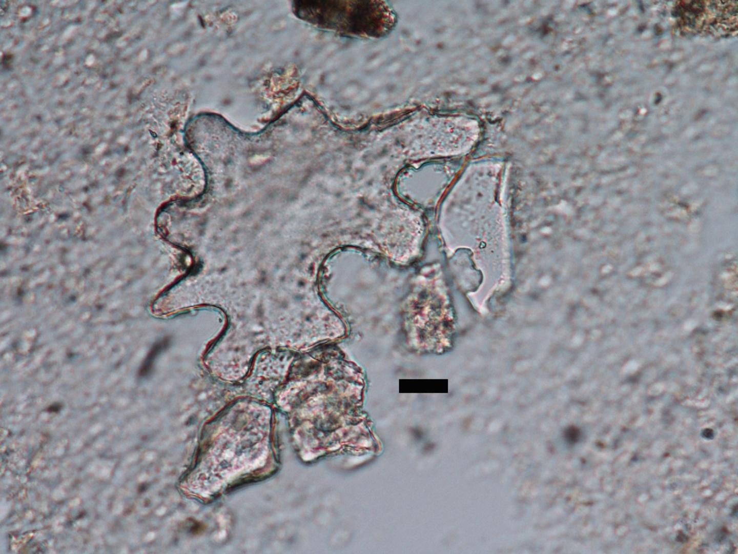 Phytolith Fossil [IMAGE] | EurekAlert! Science News Releases