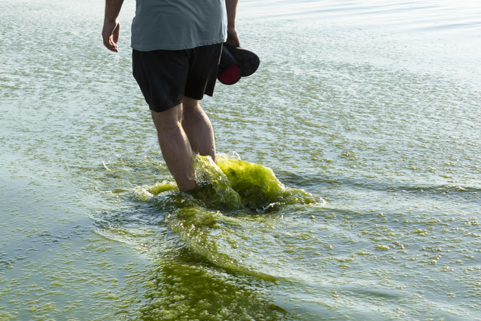 Harmful Algal Blooms [IMAGE] | EurekAlert! Science News Releases