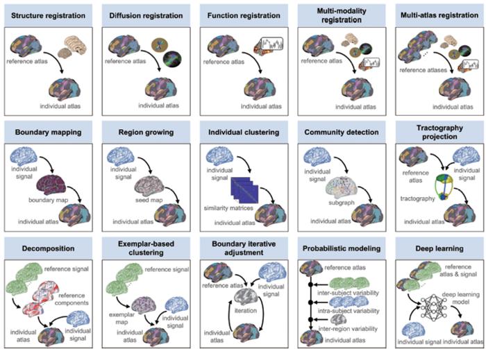 Individualized brain mapping t [IMAGE] | EurekAlert! Science News Releases