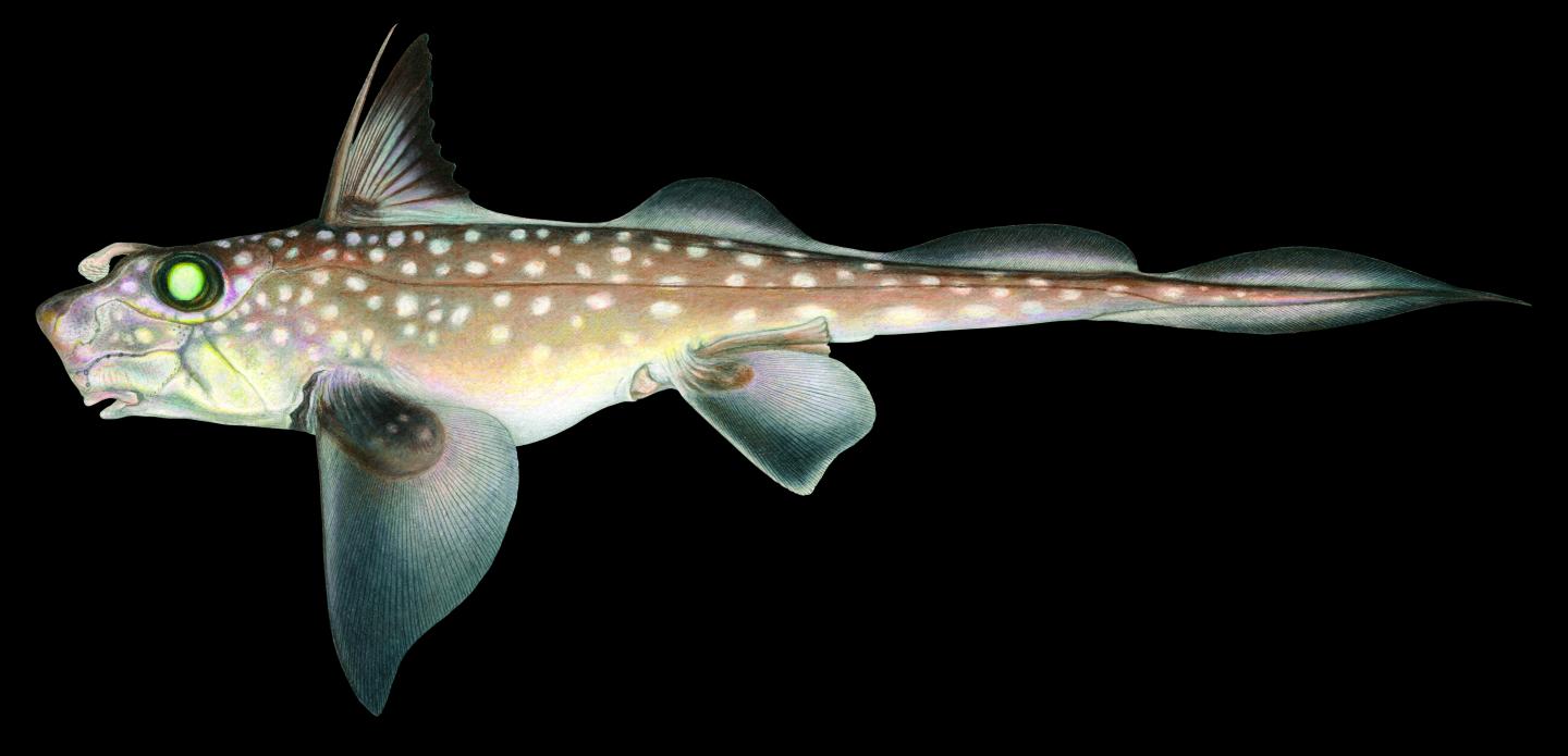 Spotted Ratfish [IMAGE] | EurekAlert! Science News Releases