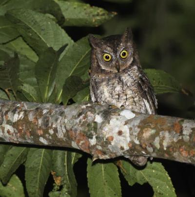 Otus jolandae (2 of 2) [IMAGE] | EurekAlert! Science News Releases