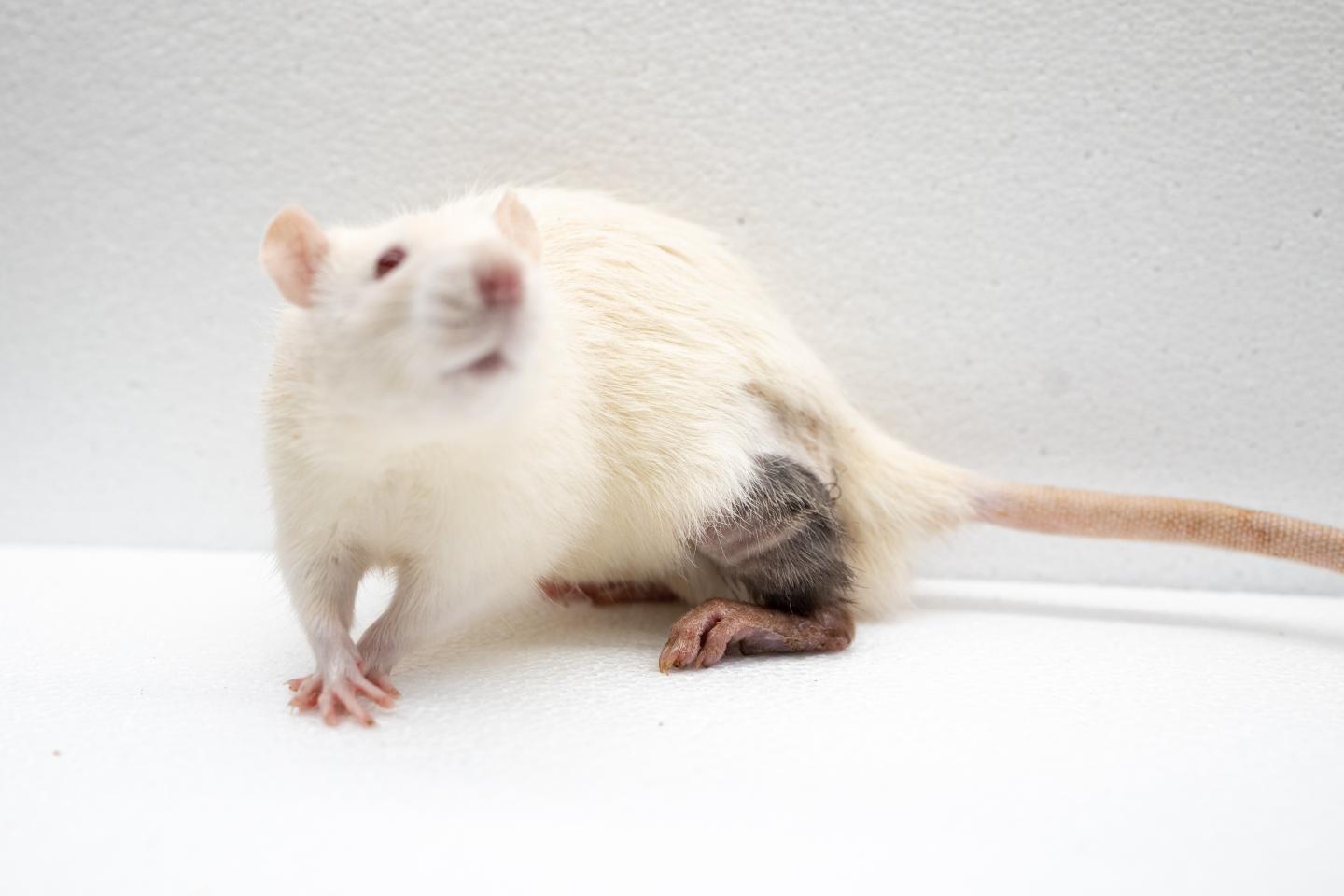 White Rat, Black Leg (1) [IMAGE] | EurekAlert! Science News Releases