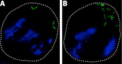 Centrioles in Fruit Flies Cell [IMAGE] | EurekAlert! Science News Releases