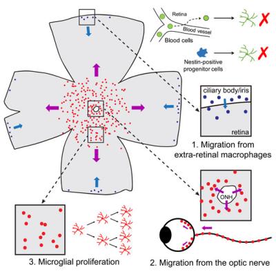 Figure 3. The origins of repop [IMAGE] | EurekAlert! Science News Releases