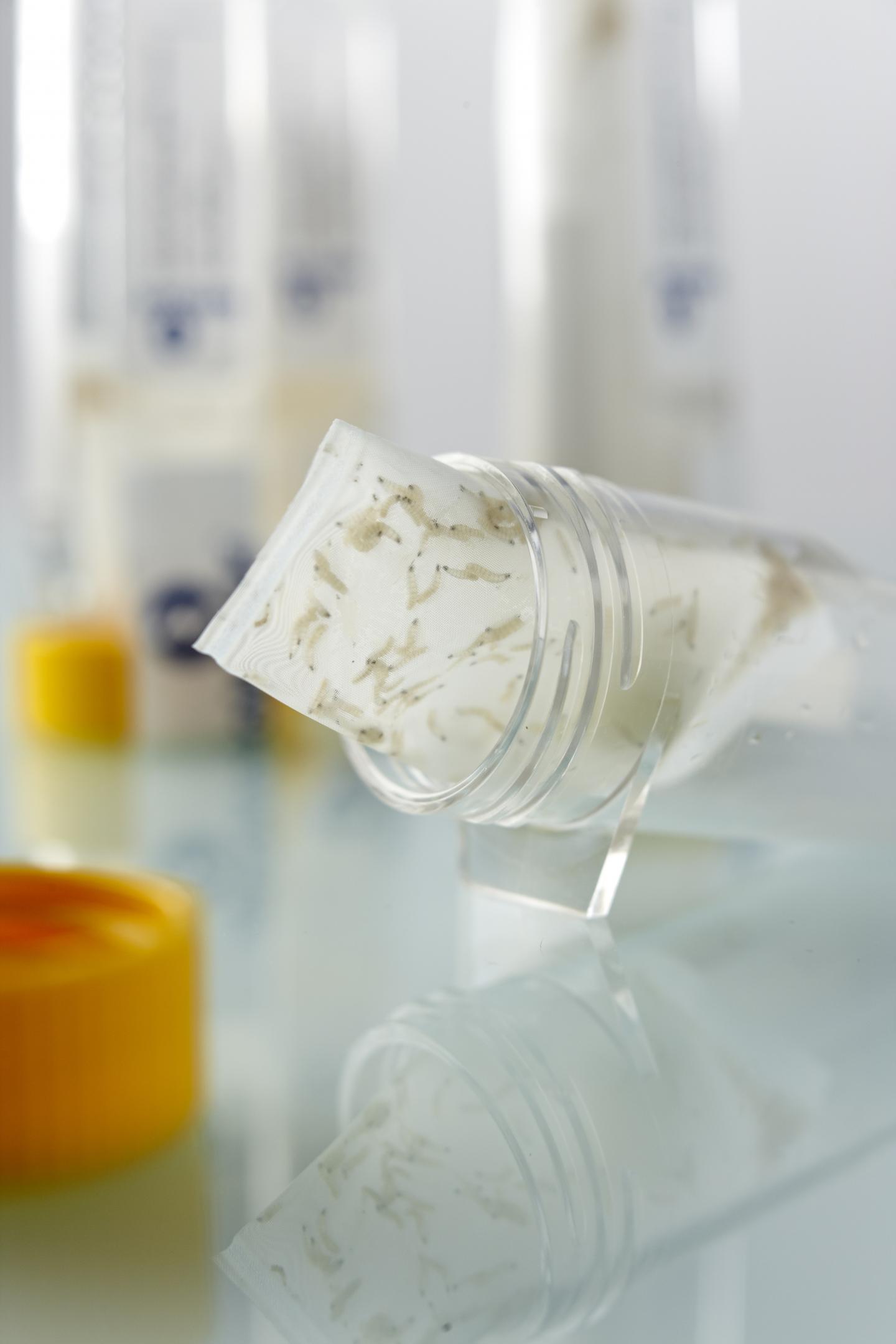 Maggots in medicine | EurekAlert!