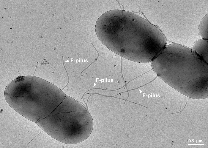 Gut bacteria use super-polymers to dodge anti | EurekAlert!