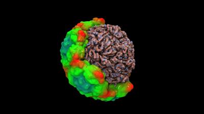 Rhinovirus 3-D Image (2 of 2) [IMAGE] | EurekAlert! Science News Releases
