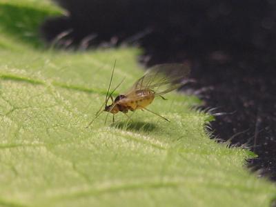 Winged Aphids (2 of 2) [IMAGE] | EurekAlert! Science News Releases