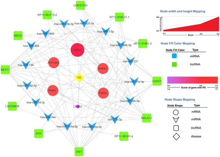 The PD ceRNA network showing s [IMAGE] | EurekAlert! Science News Releases