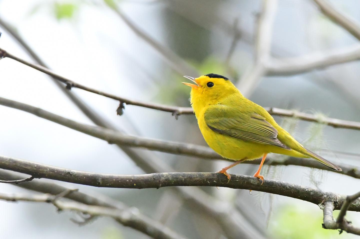Wilson's Warbler [IMAGE] | EurekAlert! Science News Releases