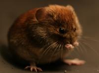 Rodent mating plugs obstruct rival males' spe | EurekAlert!