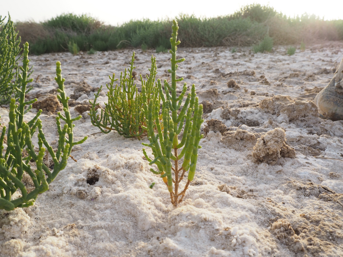 Now is the time to deliver on salt-tolerant c | EurekAlert!