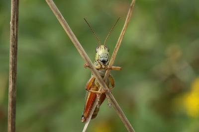 Frightened Grasshoppers Slow Soil Nutrient Cy | EurekAlert!