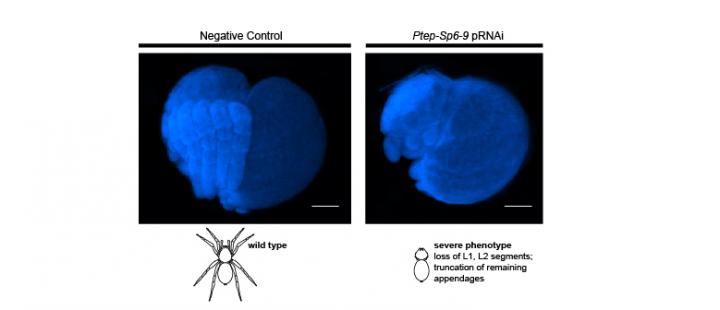 Spiders and scorpions have co-opted leg genes | EurekAlert!