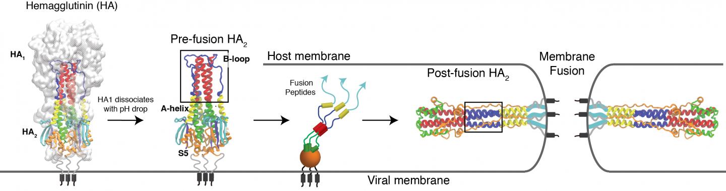 Researchers find new way to target flu virus | EurekAlert!