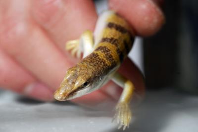 Sandfish Lizard (2 of 2) [IMAGE] | EurekAlert! Science News Releases
