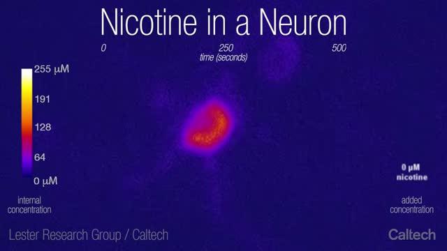 This is a neuron on nicotine | EurekAlert!