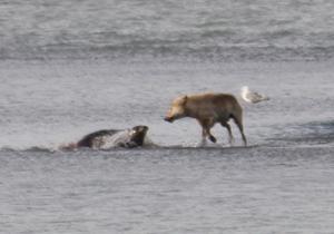 Wolf and otter [IMAGE] | EurekAlert! Science News Releases
