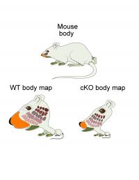 Novel 'top-down' mechanism repatterns develop | EurekAlert!