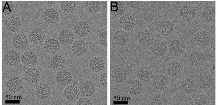 HPV16 [IMAGE] | EurekAlert! Science News Releases