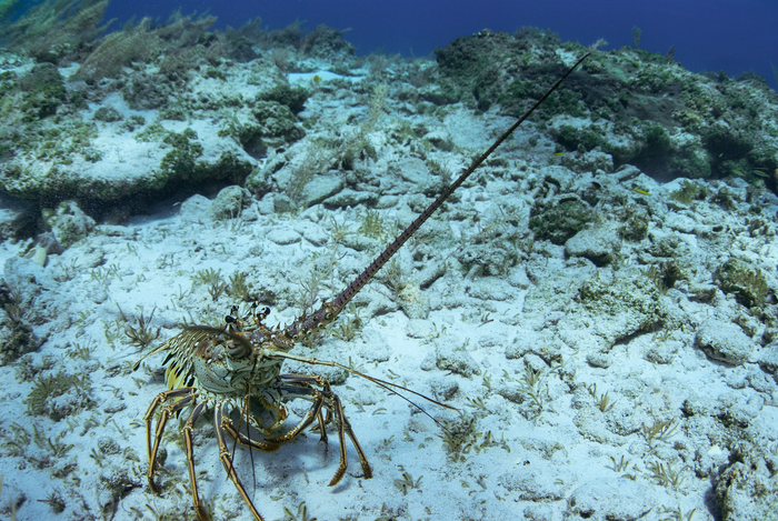 Sustainable fishing plan for Caribbean spiny | EurekAlert!