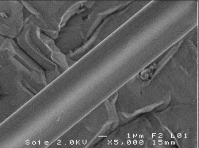 Silk Fiber [IMAGE] | EurekAlert! Science News Releases