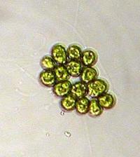 How and why single cell organisms evolved int | EurekAlert!