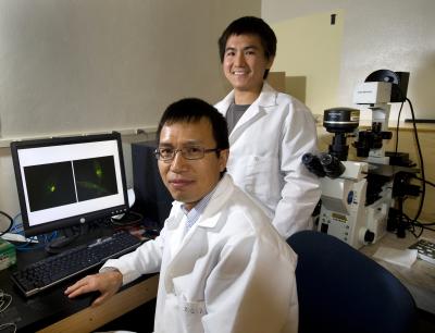 Zhao-Qing Luo and Yunhao Tan, [IMAGE] | EurekAlert! Science News Releases