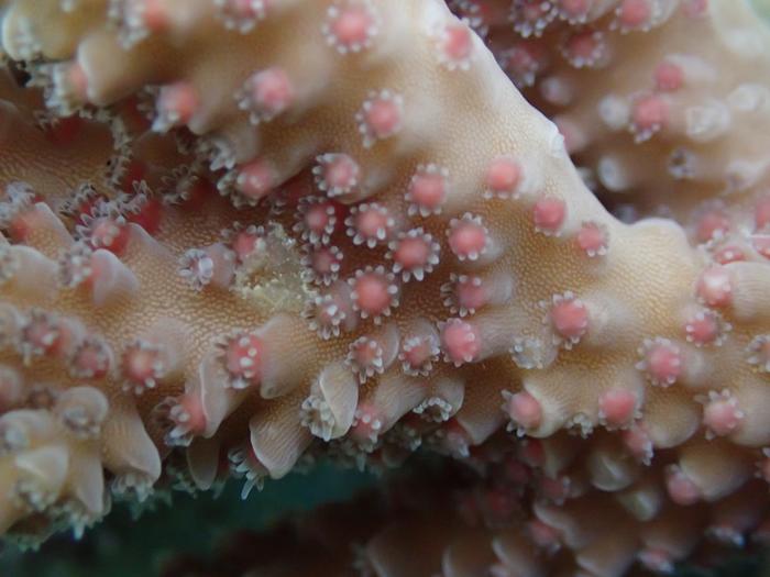 Coral close-up [IMAGE] | EurekAlert! Science News Releases