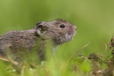 Continent-Wide Look at Vole Po [IMAGE] | EurekAlert! Science News Releases