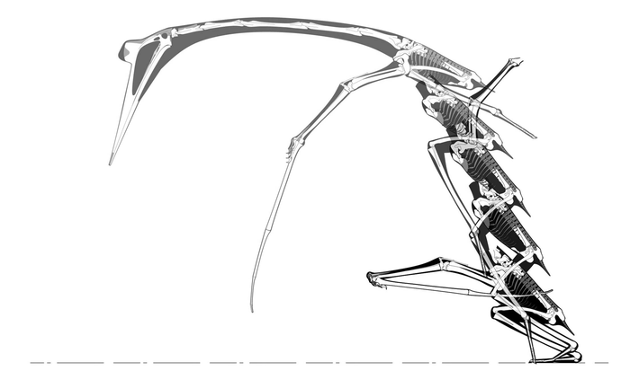 Quetzalcoatlus launch [IMAGE] | EurekAlert! Science News Releases
