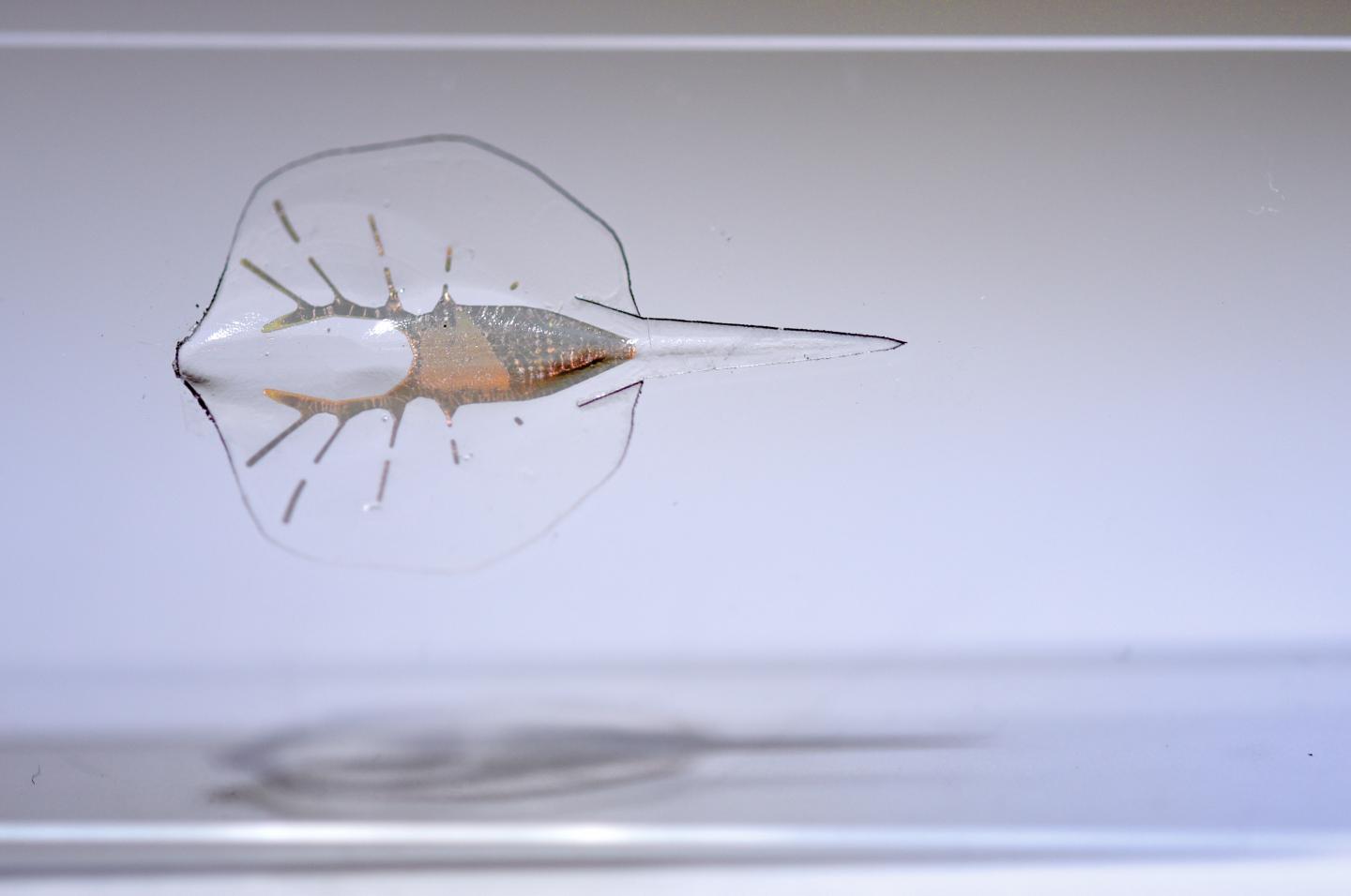 The Debut of a Robotic Stingray, Powered by L | EurekAlert!