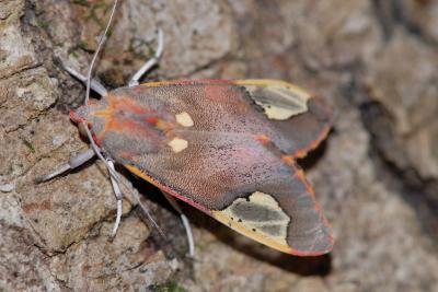 Bats Foiled by Moth Sonar-Jamm [IMAGE] | EurekAlert! Science News Releases