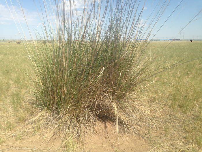 Achnatherum bunchgrass [IMAGE] | EurekAlert! Science News Releases