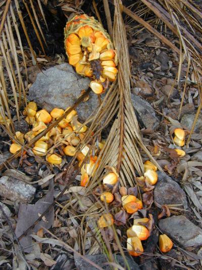 Ancient cycads found to be pre-adapted to gro | EurekAlert!