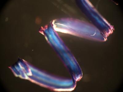 How Cucumber Tendrils Hoist Their Payload Sun | EurekAlert!