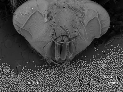Scale of Titanium Powder Particles | EurekAlert!