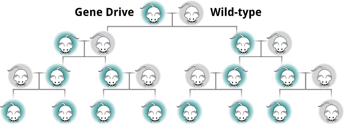 Gene drive technologies for ecosystem conserv | EurekAlert!