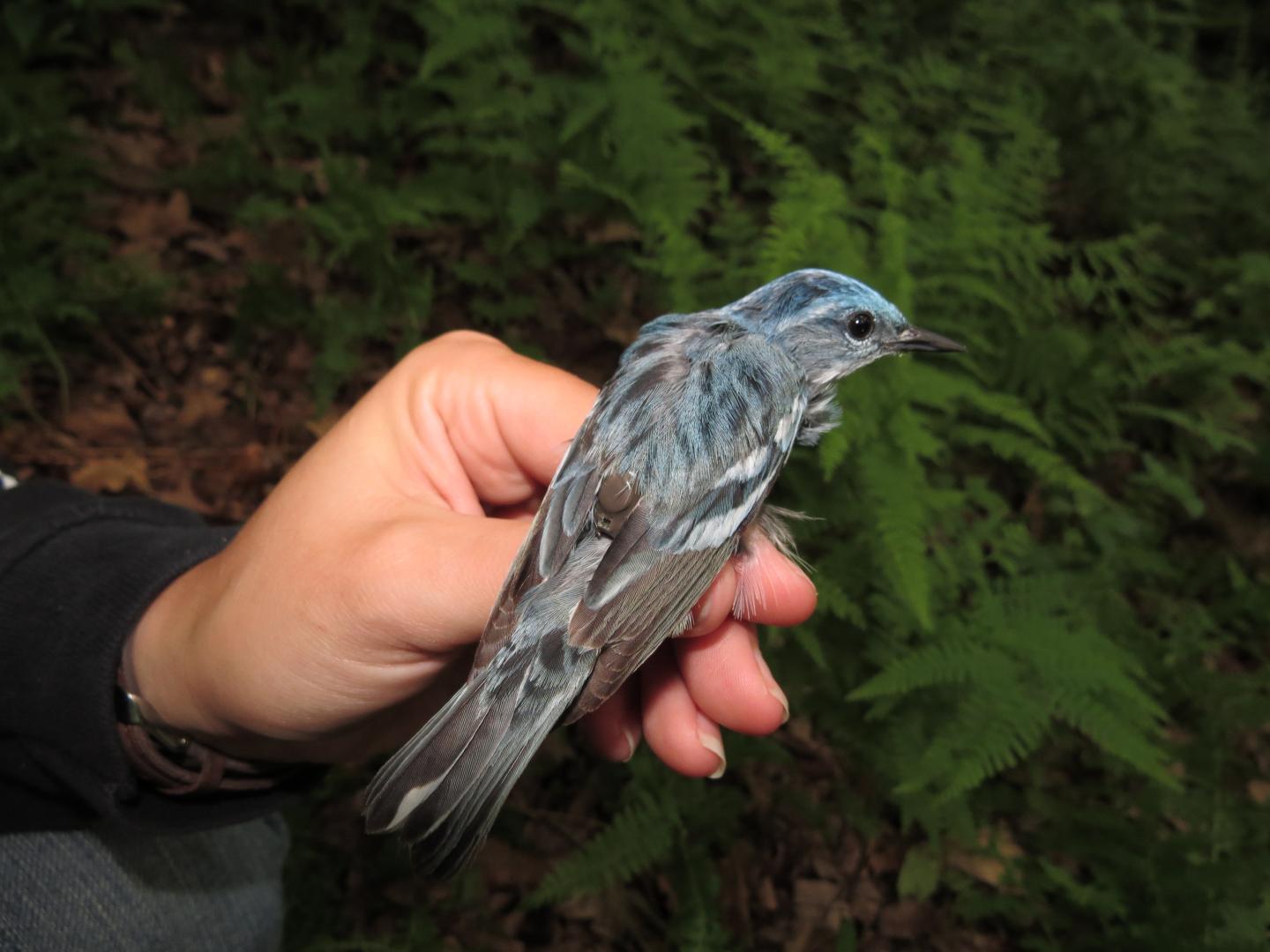 Cerulean Warbler with Geolocat [IMAGE] | EurekAlert! Science News Releases