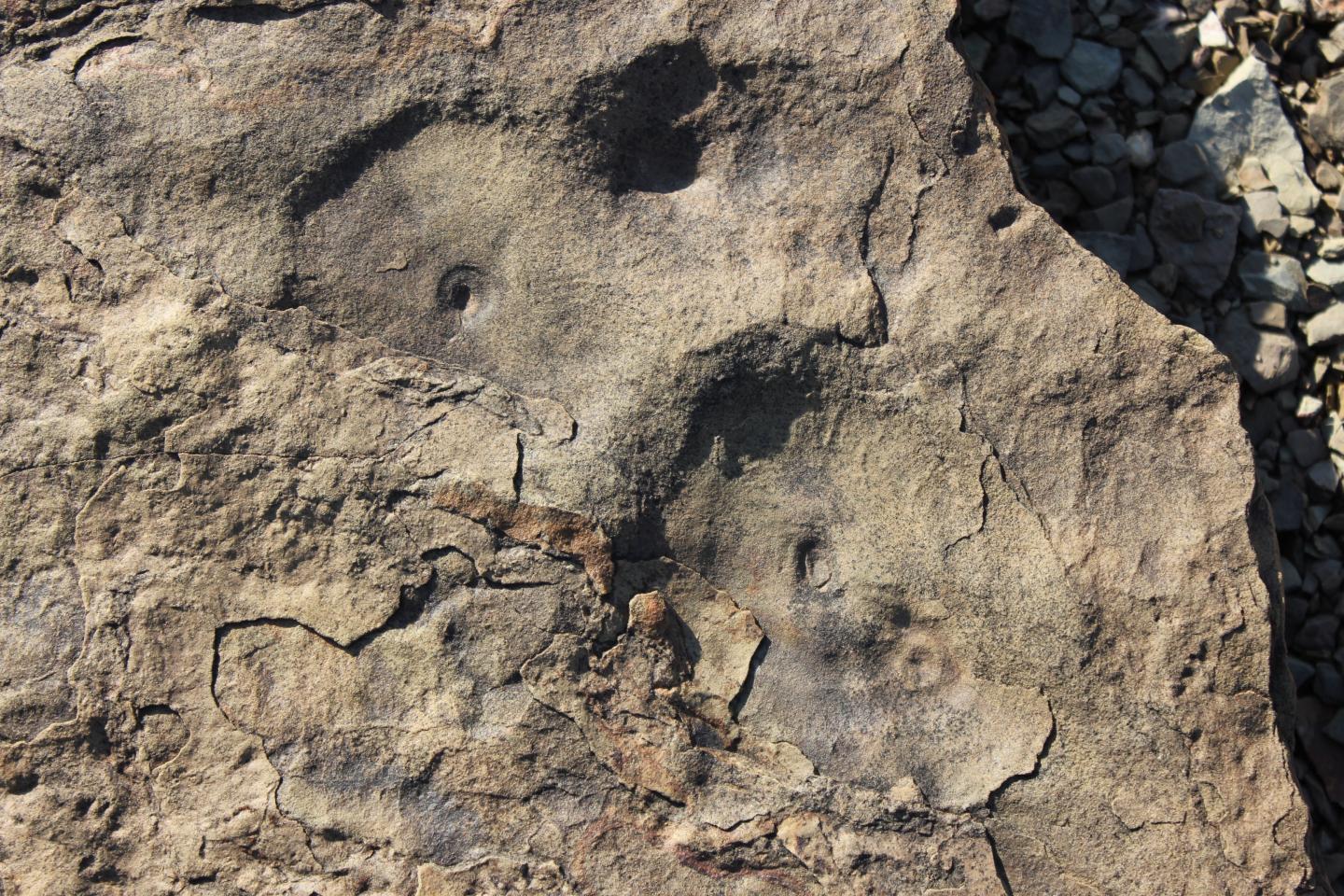 Aspidella [IMAGE] | EurekAlert! Science News Releases