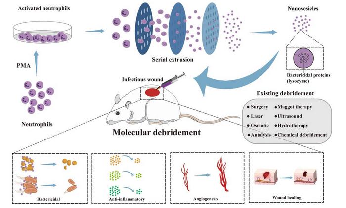 Graphical Abstract [IMAGE] | EurekAlert! Science News Releases