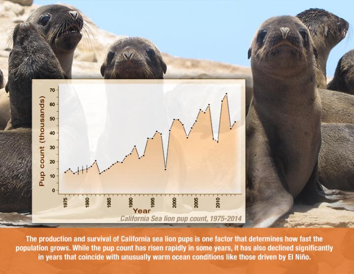 California Sea Lion Pup Count [IMAGE] | EurekAlert! Science News Releases