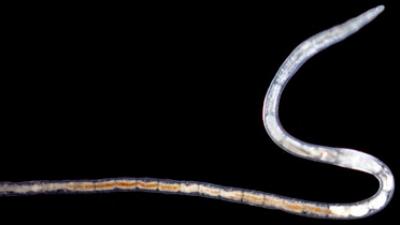 New Species of Grania [IMAGE] | EurekAlert! Science News Releases